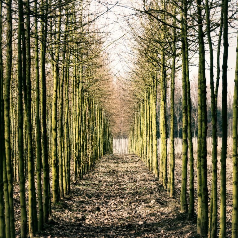 Wood Path | Print A Wallpaper