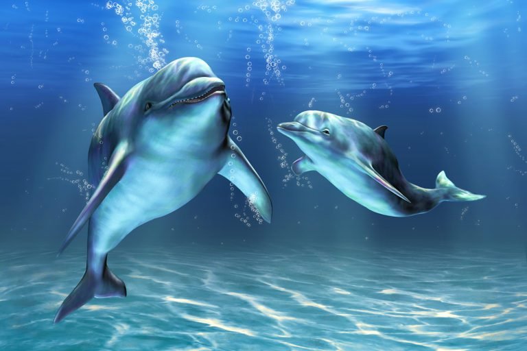 Aqua Dolphins – Print A Wallpaper