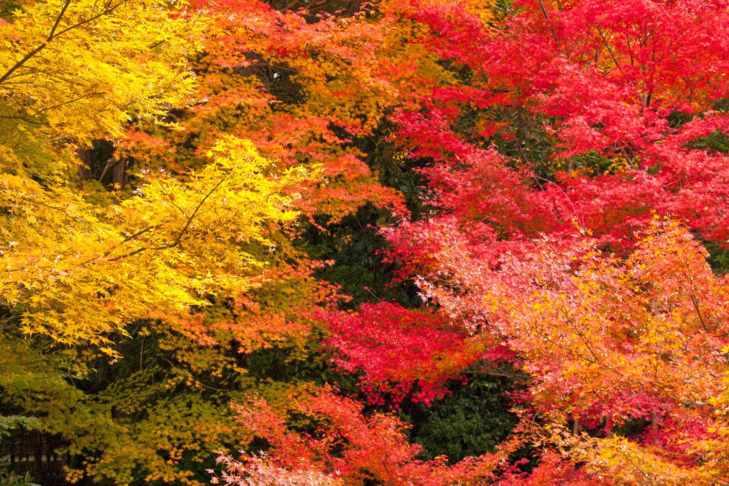 Japanese Maple Leaves – Print A Wallpaper