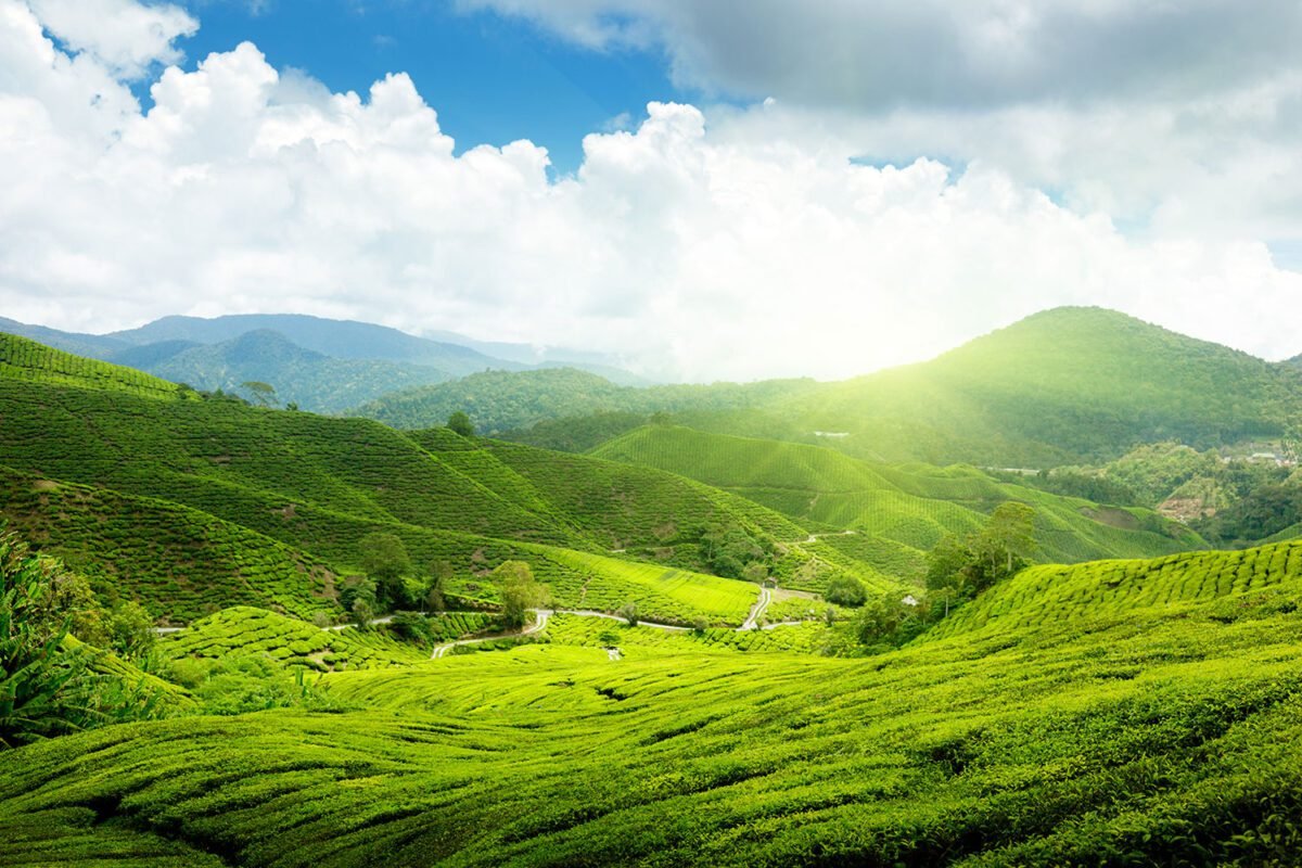 Tea Estates – Print A Wallpaper
