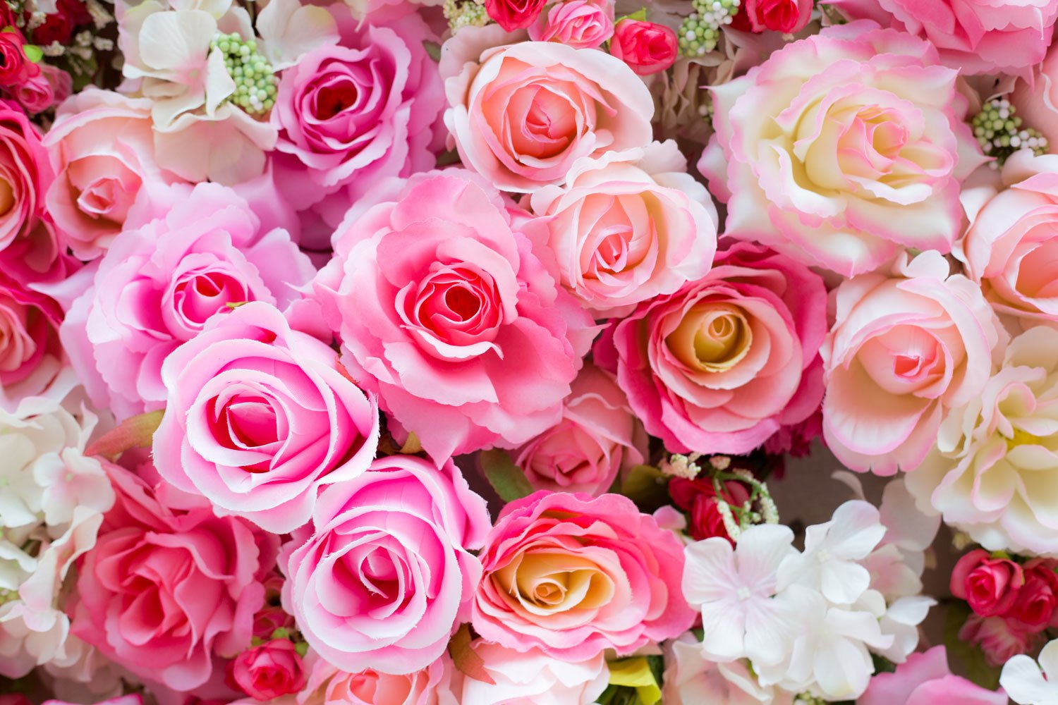 Pink Roses – Print A Wallpaper