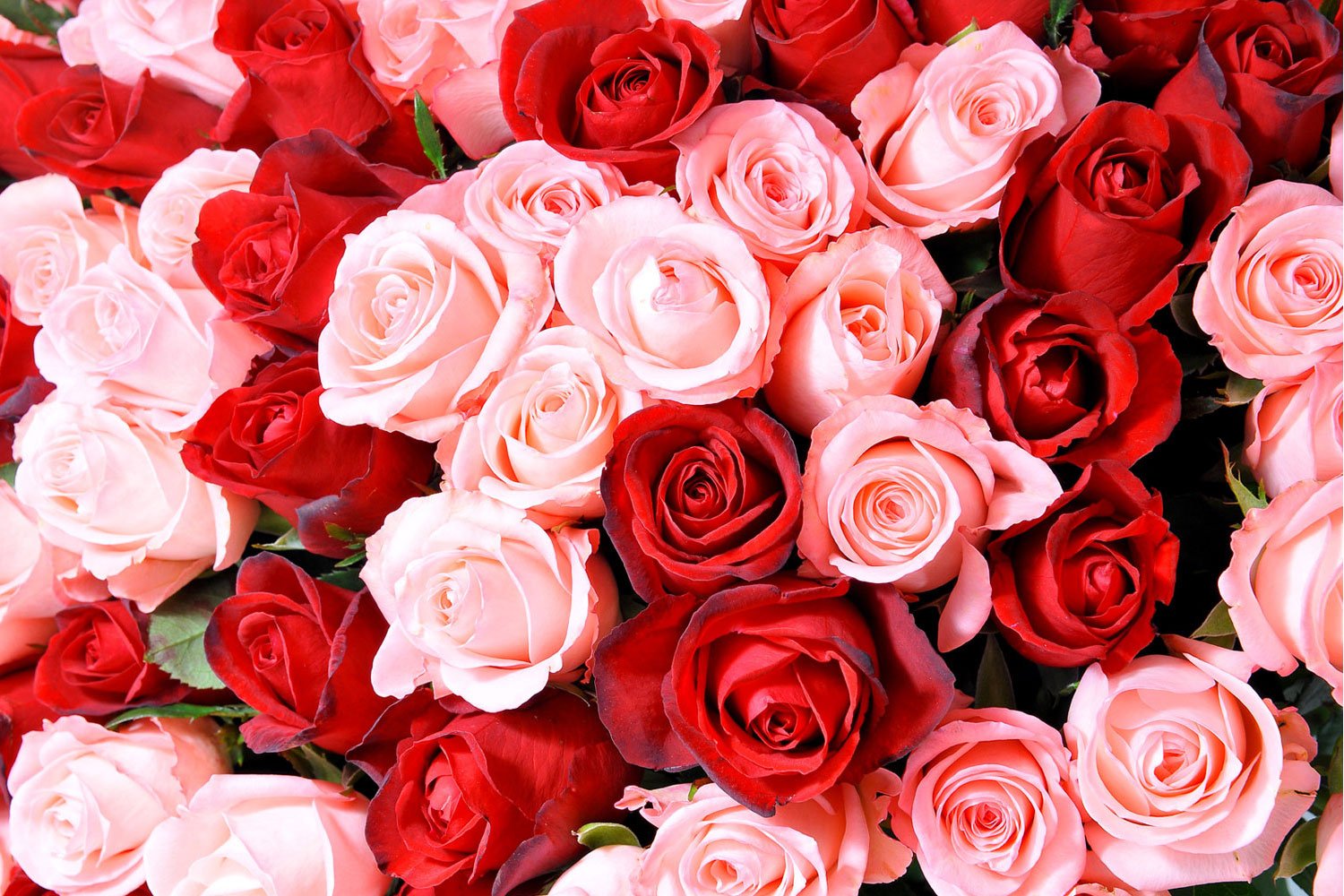 Red Pink Roses – Print A Wallpaper