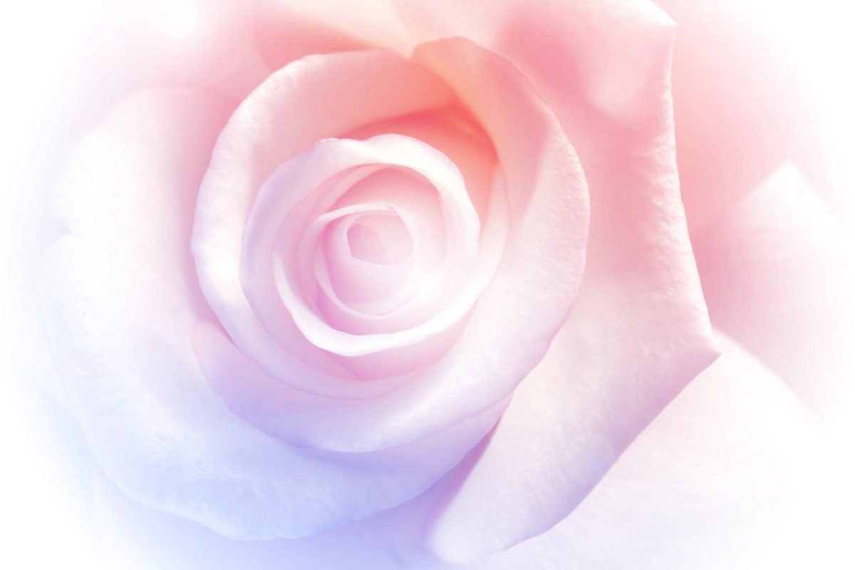 Soft Rose Closeup – Print A Wallpaper