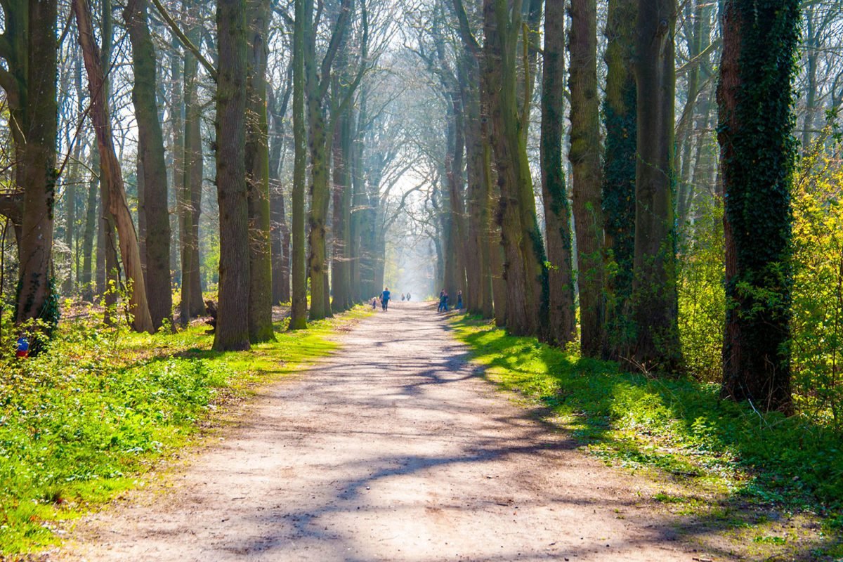 High Trees Arch – Print A Wallpaper