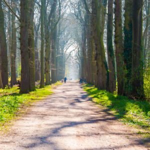 High Trees Arch – Print A Wallpaper