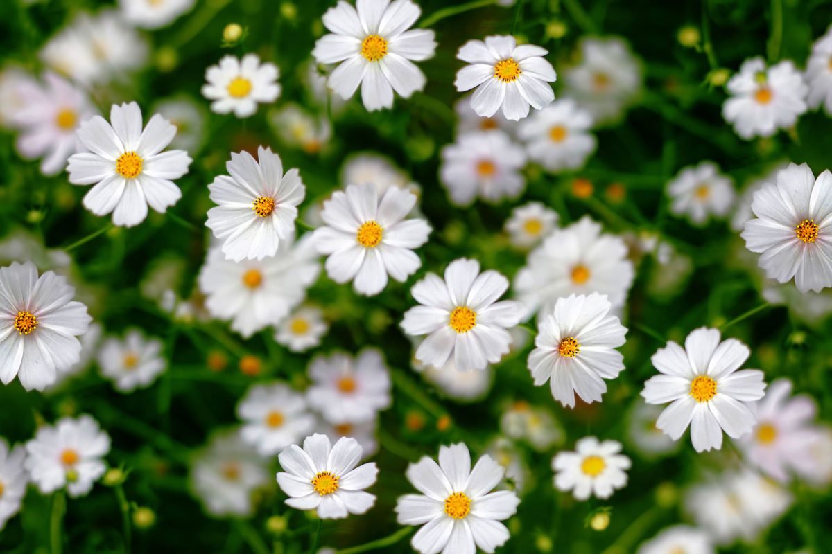 Pretty Wild Flowers – Print A Wallpaper