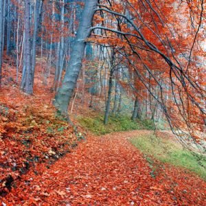 Rusty Branches – Print A Wallpaper