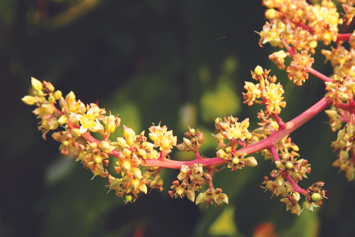 Mango Flowers – Print A Wallpaper